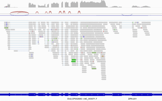 STAR Aligner Tutorial: Fast RNA-Seq Read Mapping